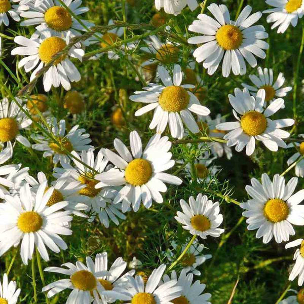 Chamomile Natural Fragrance Oil - Soap & More