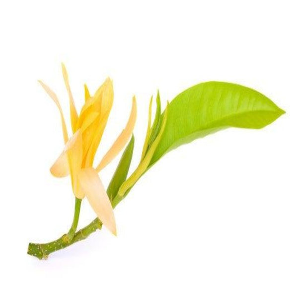 White Champaca Leaf Essential Oil - Soap & More